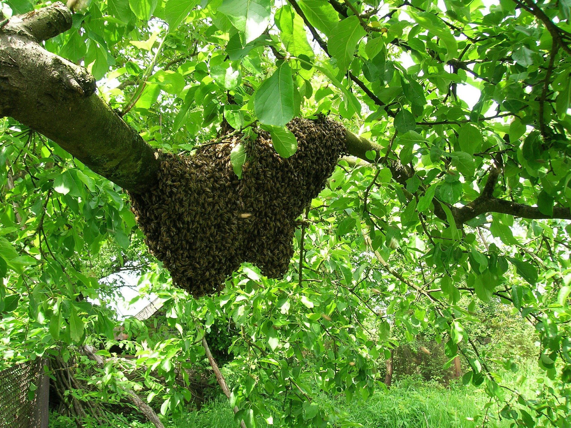 Essaim D Abeille